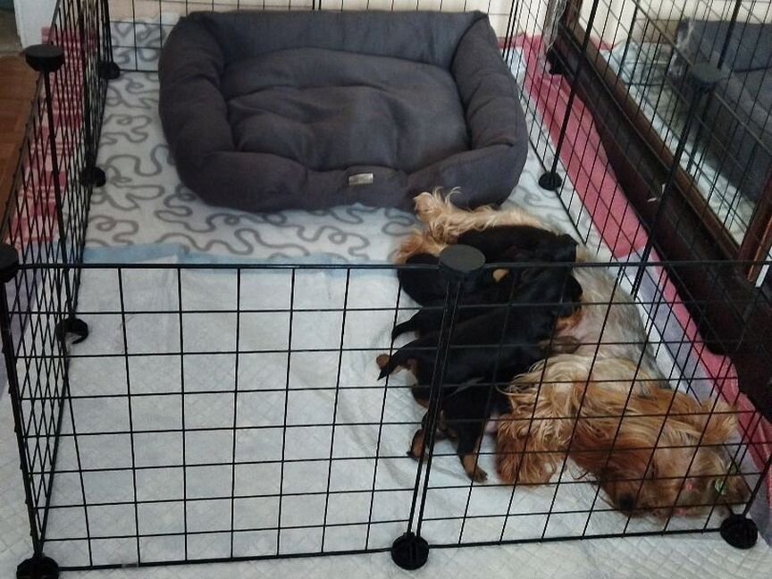 Йоркширский терьер щенки