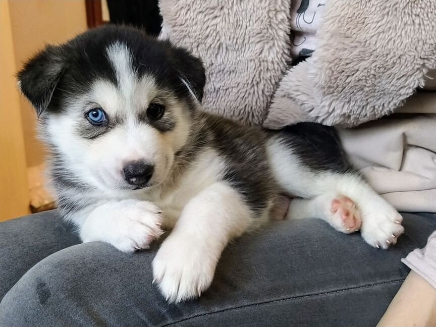 Щенок хаски мальчик 2 месяца