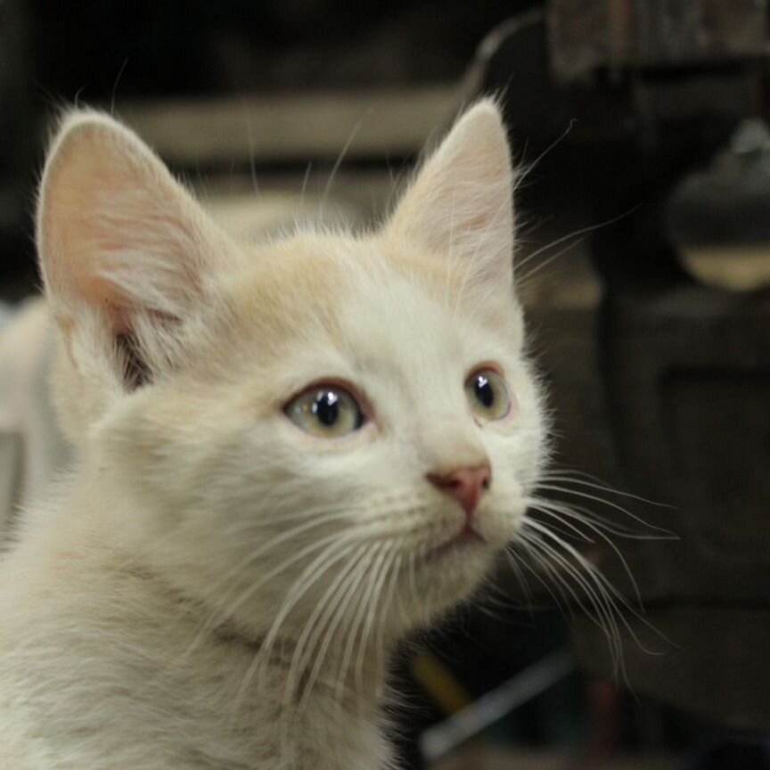 Котята в добрые руки бесплатно мальчики