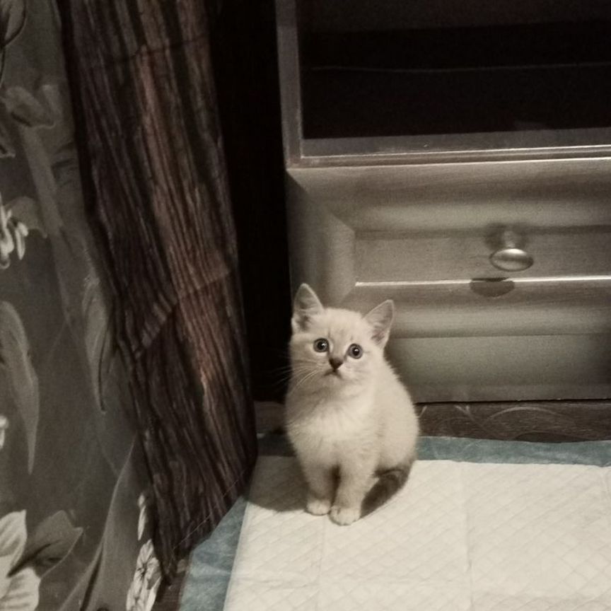 Отдам в добрые руки маленькую кошечку