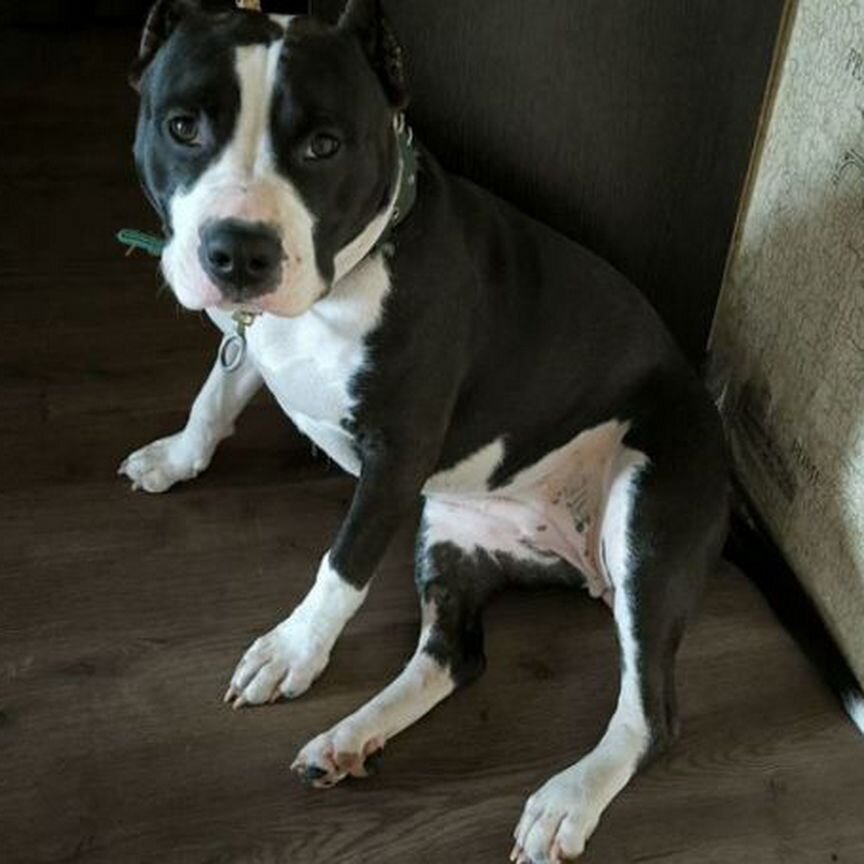 Американский стаффордширский терьер, щенок