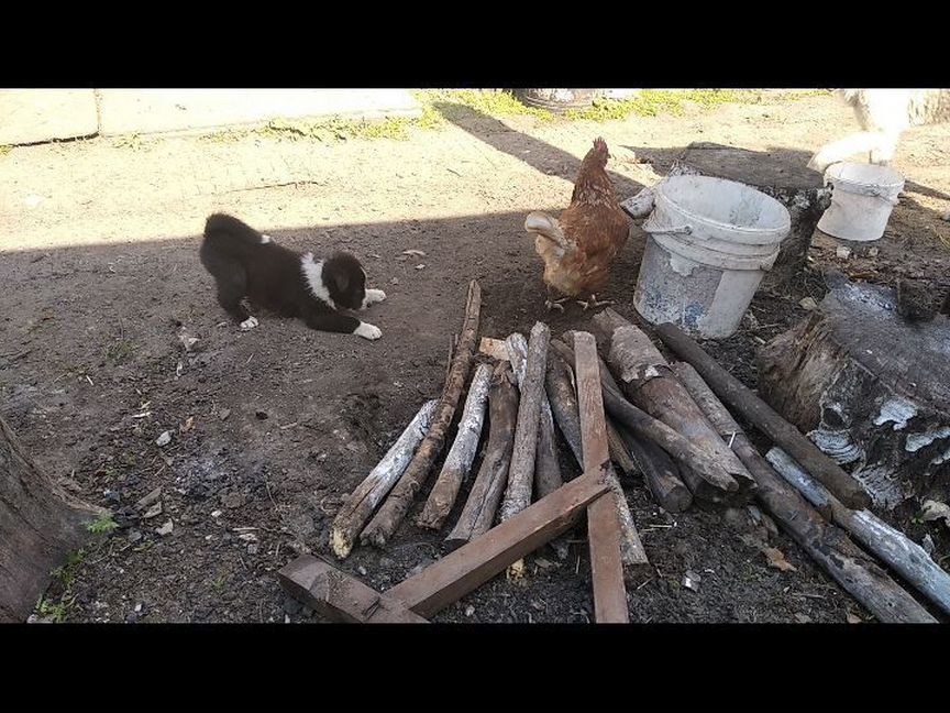 Щенки лайки