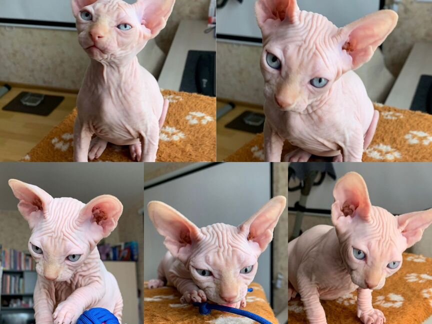 Котята породы: Канадский сфинкс 2 месяца