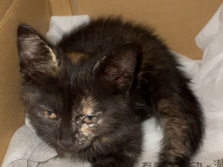 Кошки в добрые руки