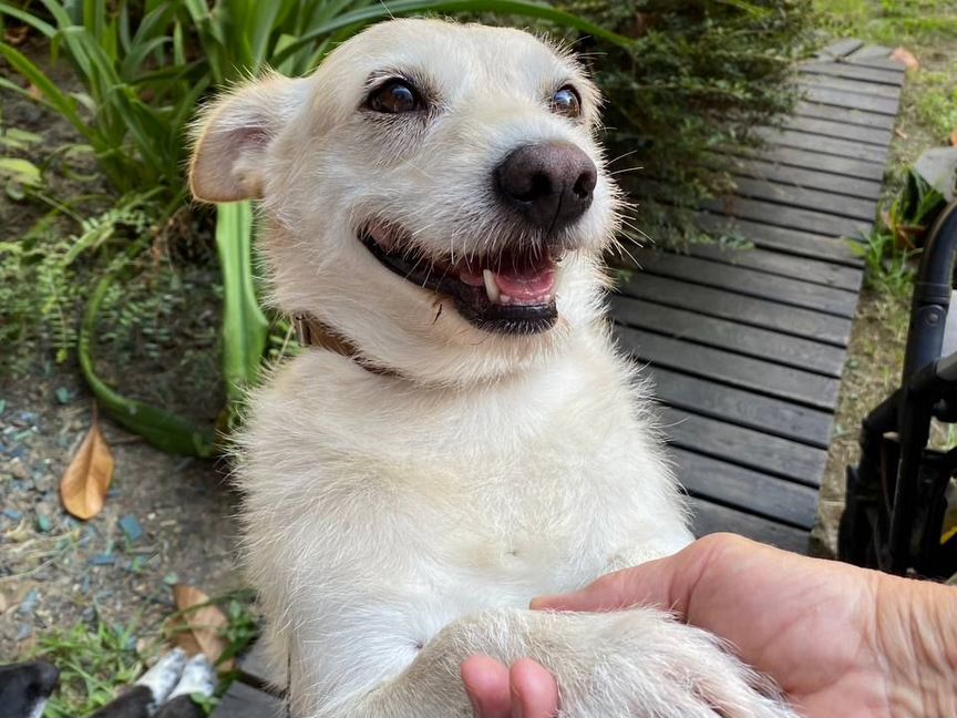 Маленькая квартирная собака Джессика в добрые руки