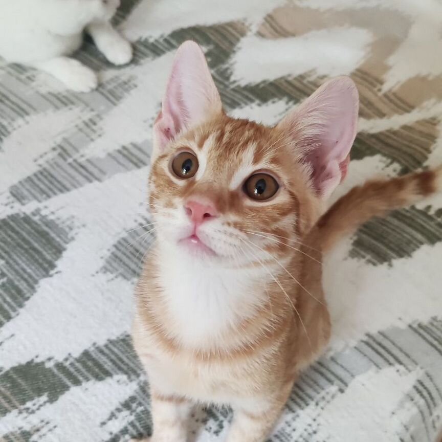 Рыжик из Черногории