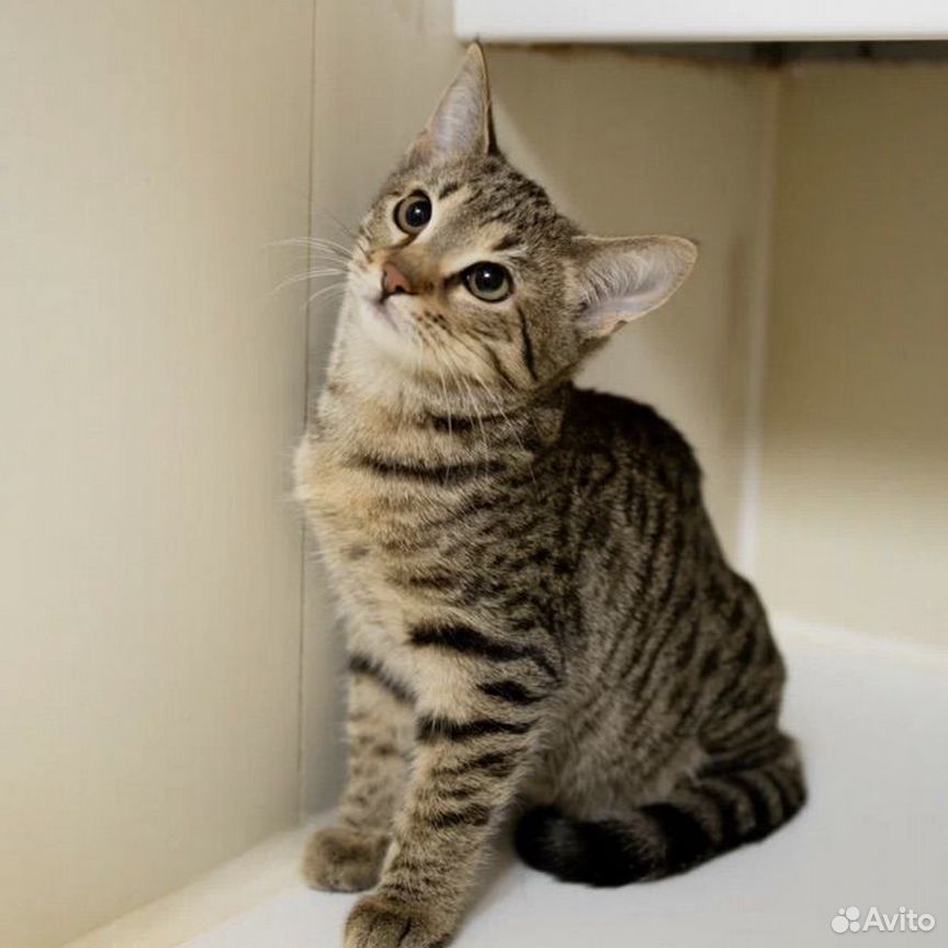 Тигровый котёнок