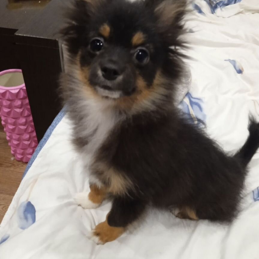 Померанский шпиц