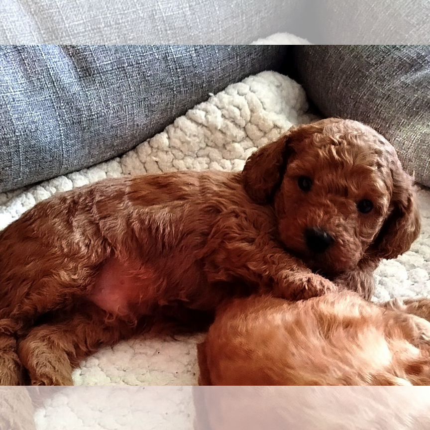 Пудель, щенок