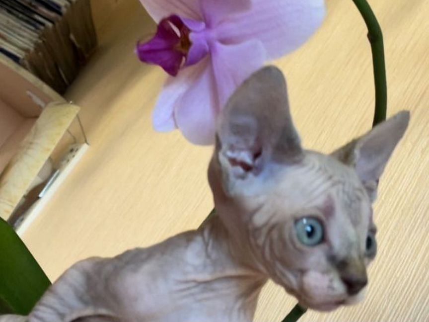 Канадский сфинкс котенок