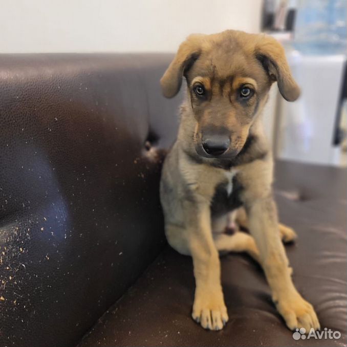 Щенок мальчик метис азиата ищет дом