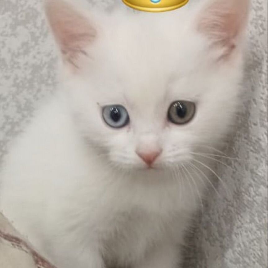 Котёнок Умной Породы Шотландская Страйк