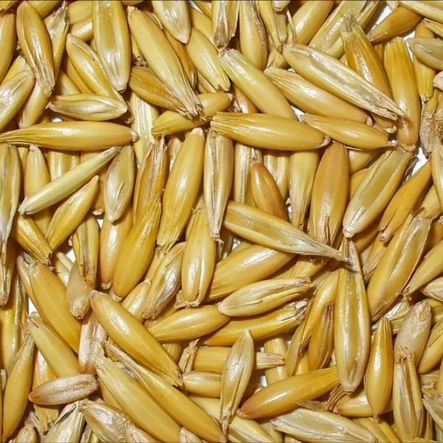 Продам овес. Цена договорная. Тюкалинский район