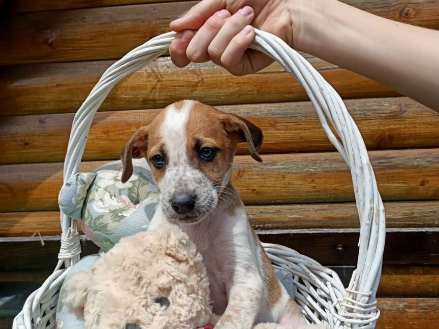 Собака в добрые руки