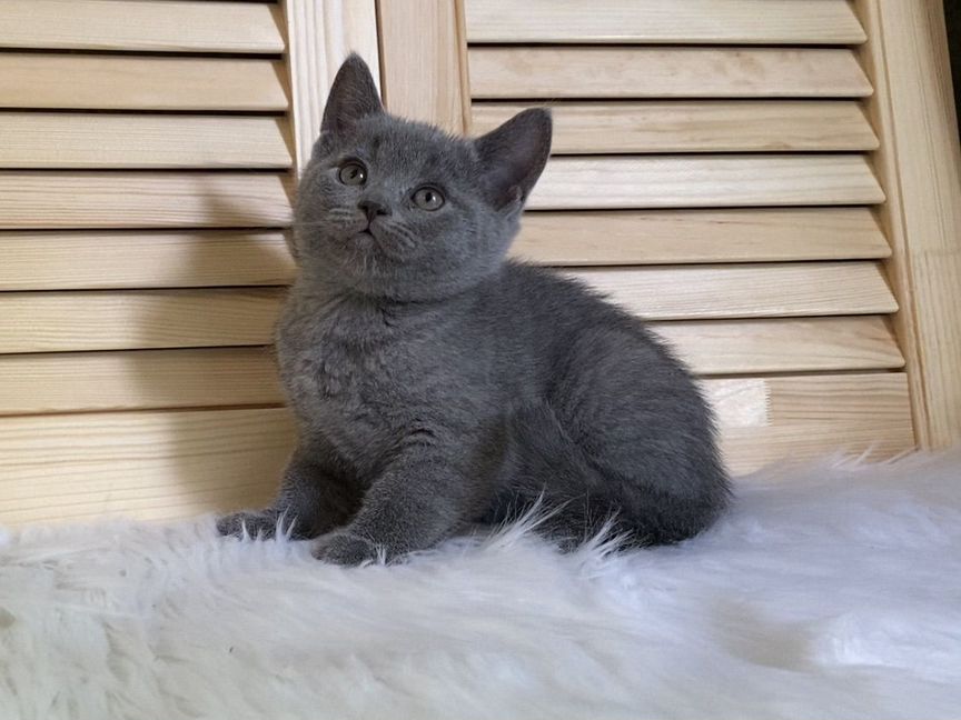Британский котенок мальчик голубой окрас