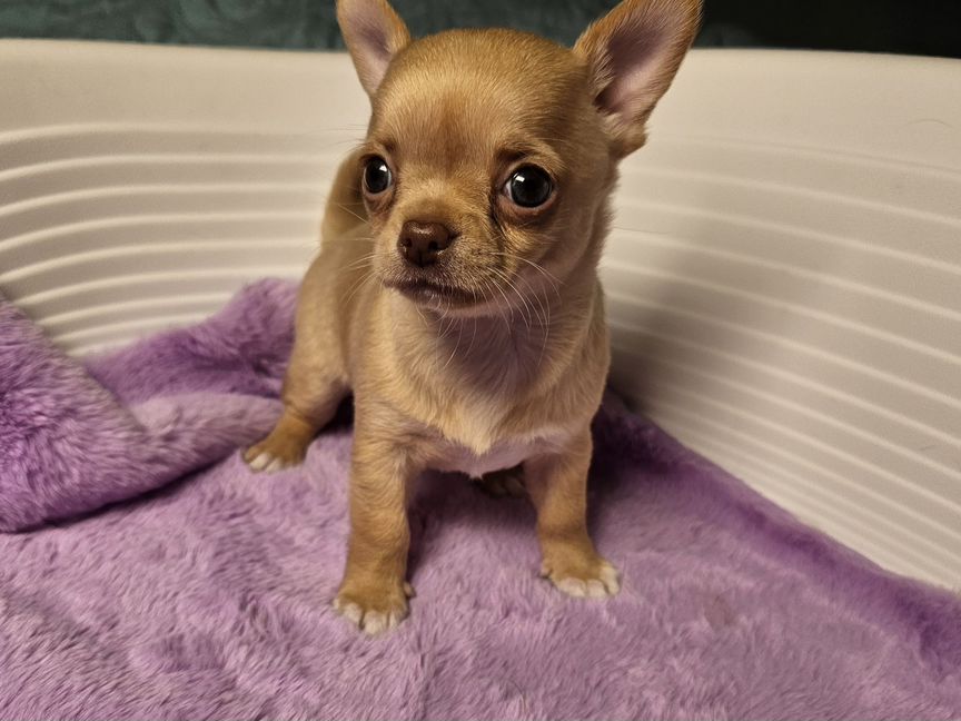 Чихуахуа яркая девочка