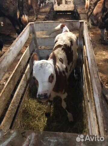 Телята бычки тёлки доставим до вас