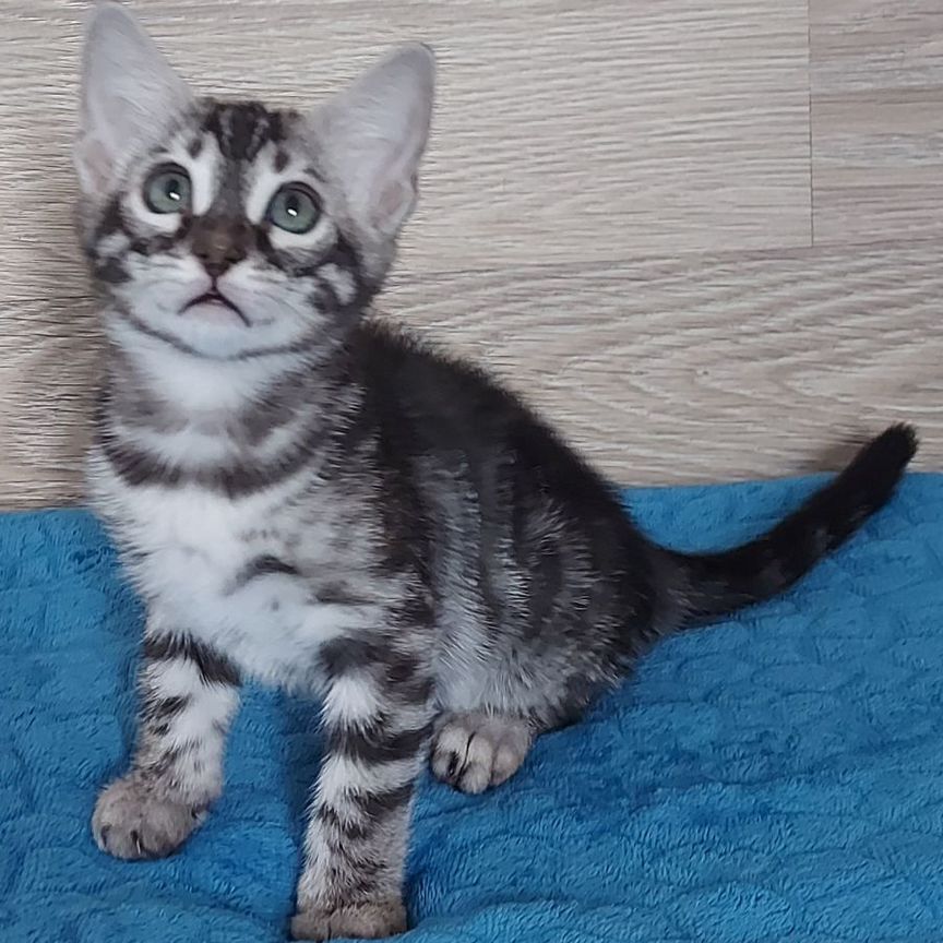 Бенгальские котята серебро