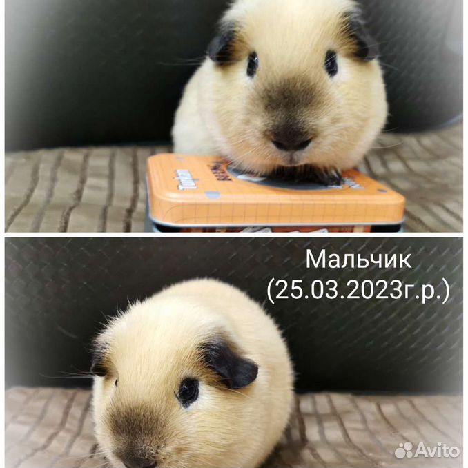 Морская свинка мальчик