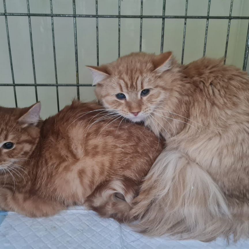 Рыжие солнечные котейки ищут дом
