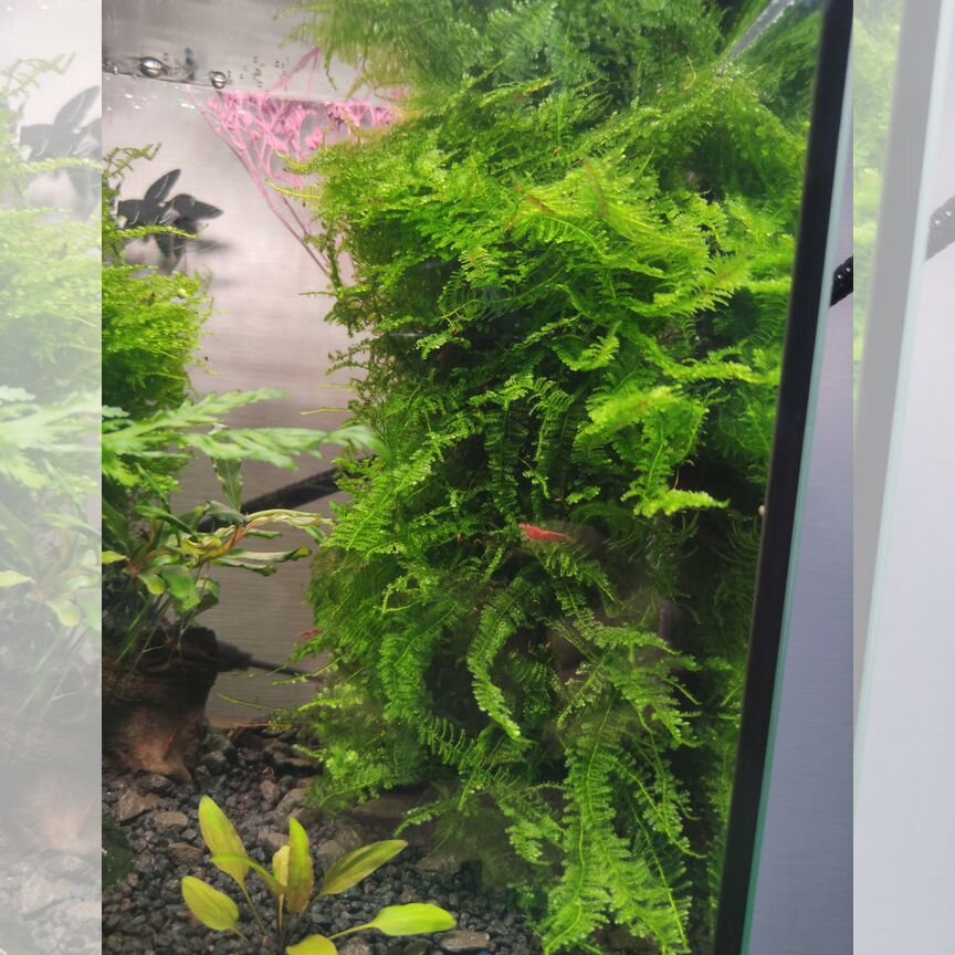 Мох рождественский