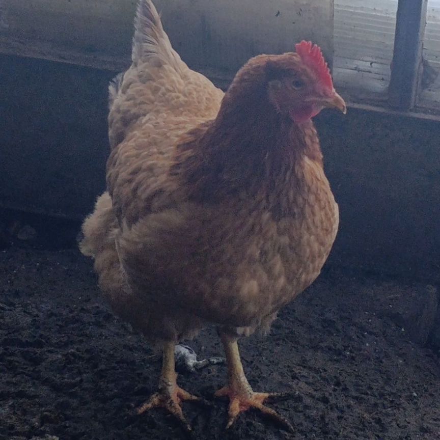 Домашняя курочка несушка