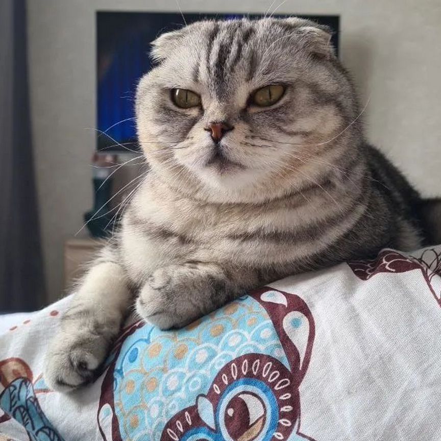 Шотландская вислоухая длинношёрстная, взрослая кошка