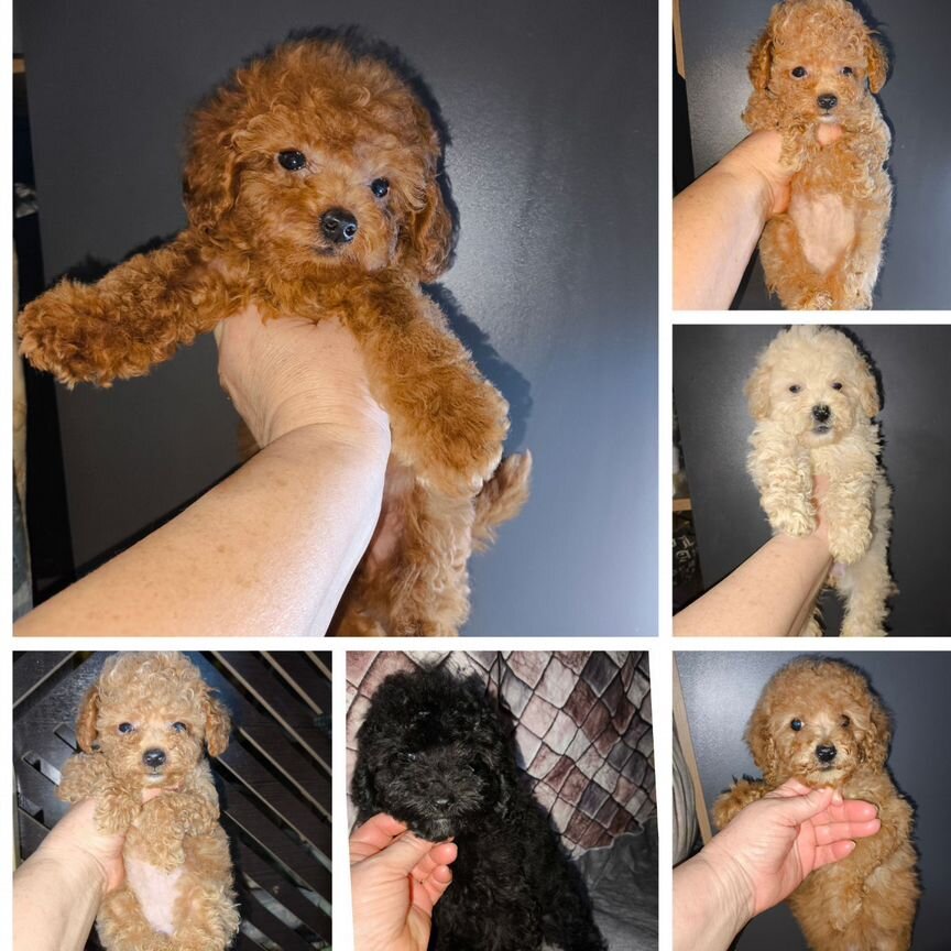 Пудель, щенок