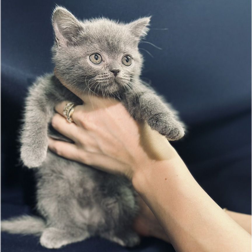 Британский короткошёрстный котёнок