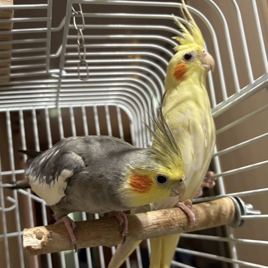 Кореллы пара