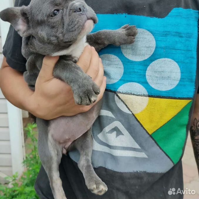 Голубая булочка