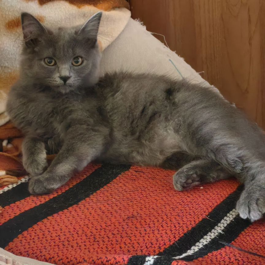 Британский длинношёрстный котёнок