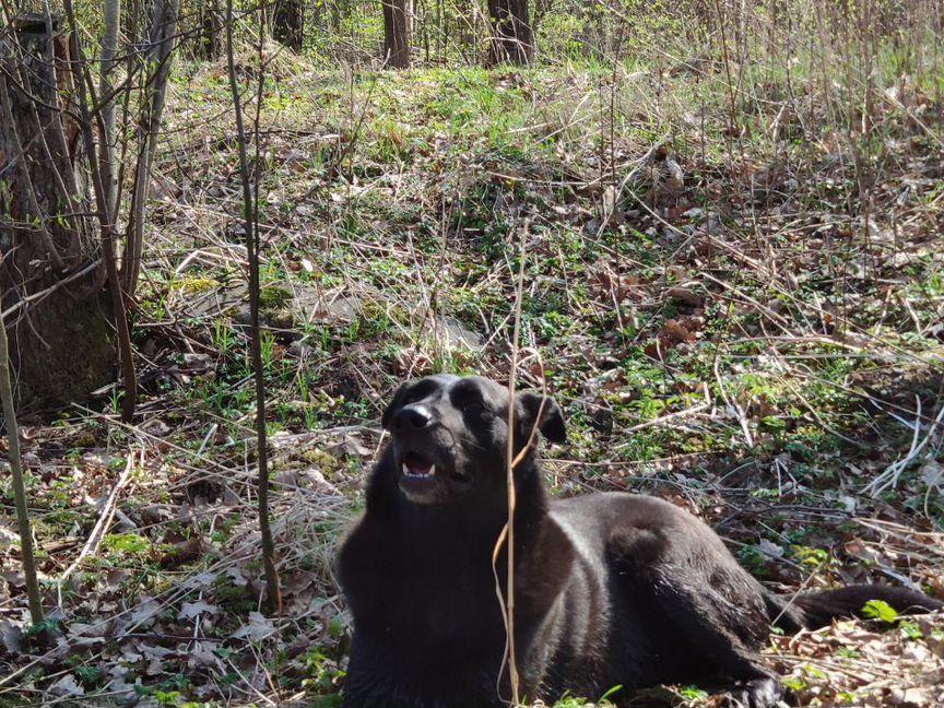 Умный спокойный пес ищет дом