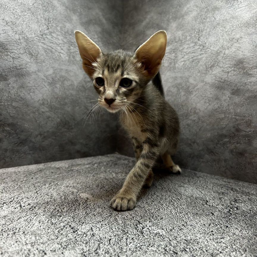 Ориентальные котята
