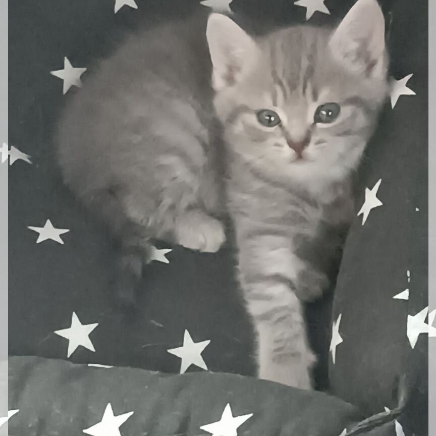 Британский короткошёрстный котёнок