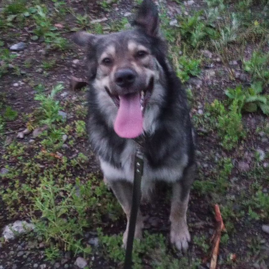 Отдам Собаку в Добрые руки