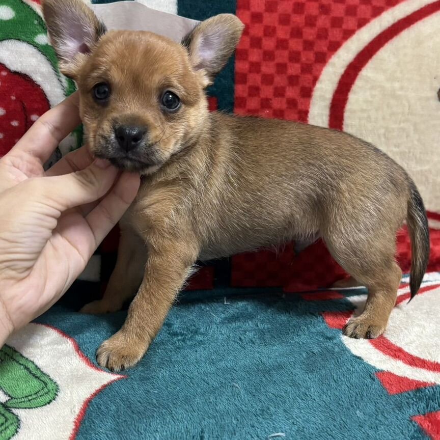 Чихуахуа щенки