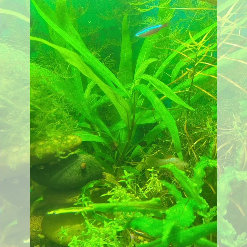 Аквариумные растения