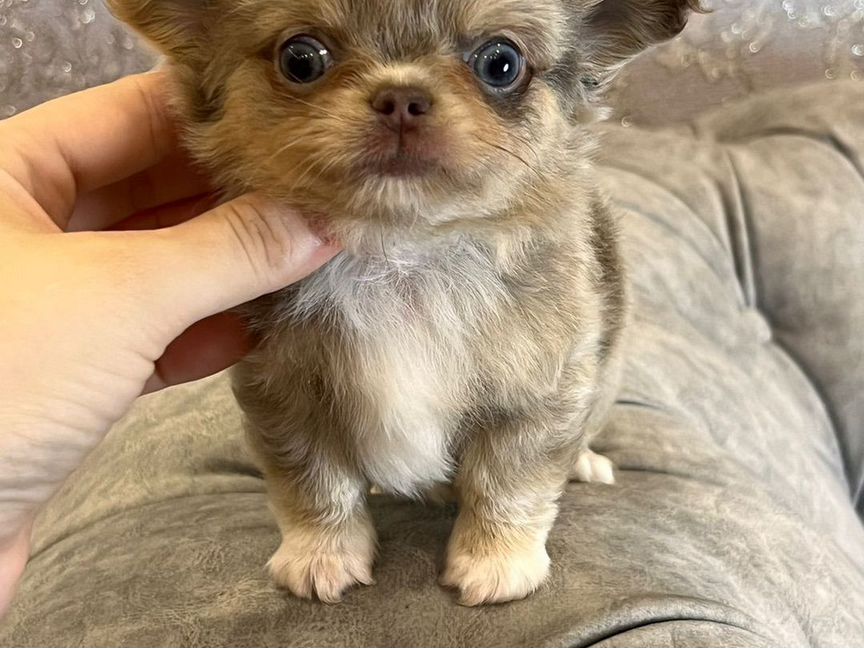 Очаровательные щенята чихуахуа