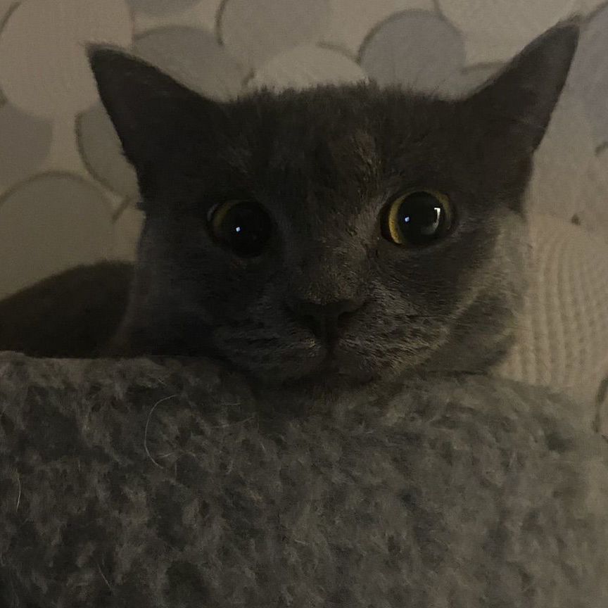 Британская короткошёрстная кошка, взрослая