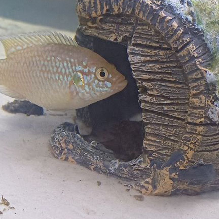 Отдам двух рыб в хорошие руки