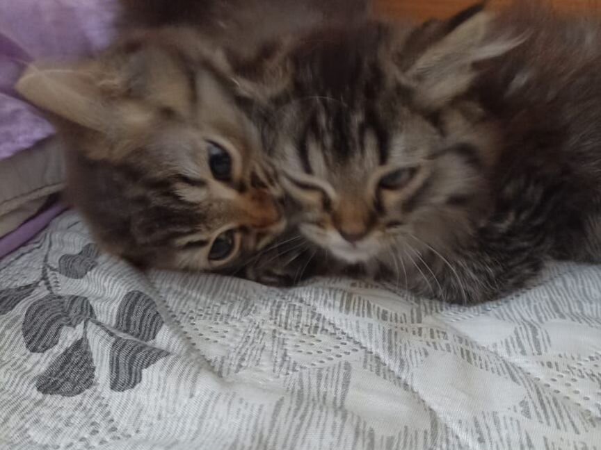 Котята приучены к лотку