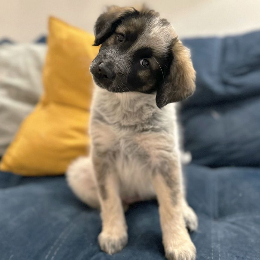 Щенок в добрые руки