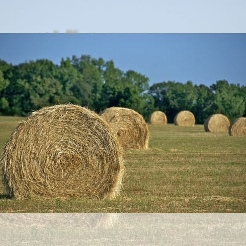 Продам сено в рулонах