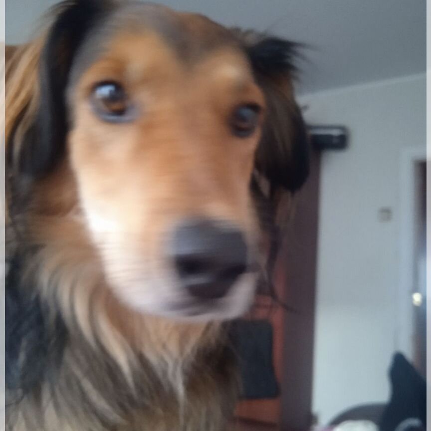 Взрослая собака в добрые руки