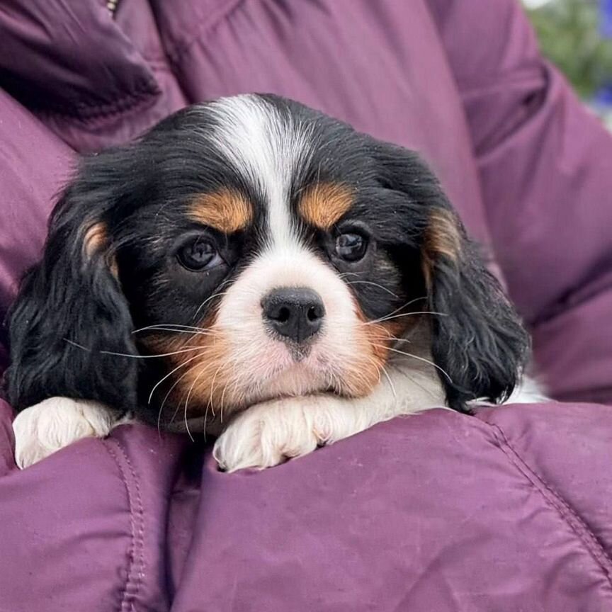 Кавалер кинг чарльз