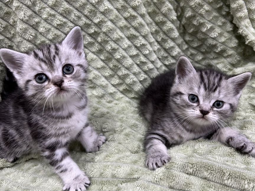 Шотландские прямоухие котята