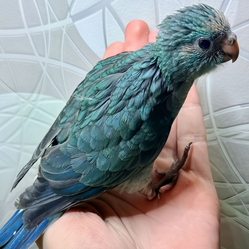 Какарик Супер ручной редкий выкормыш