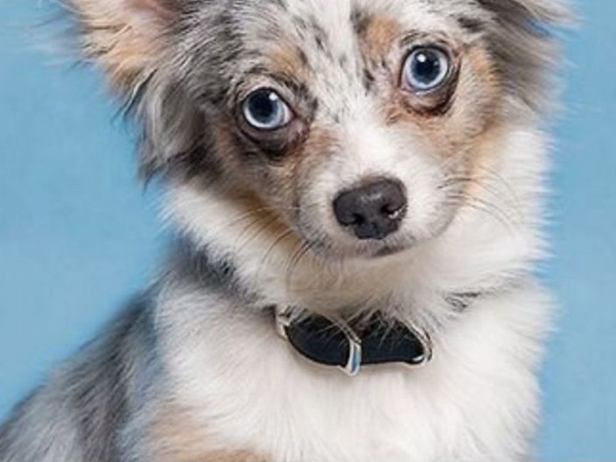 Чихуахуа + пинчер