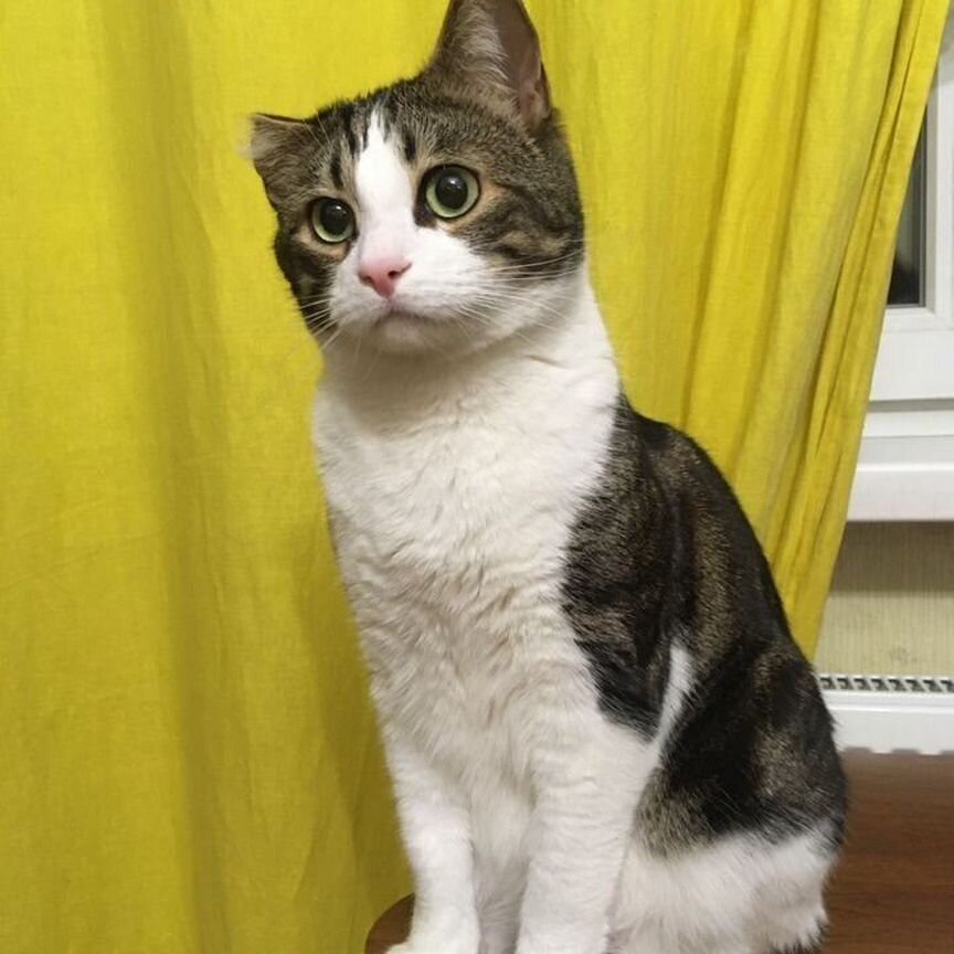 Котик Гоша спинальник